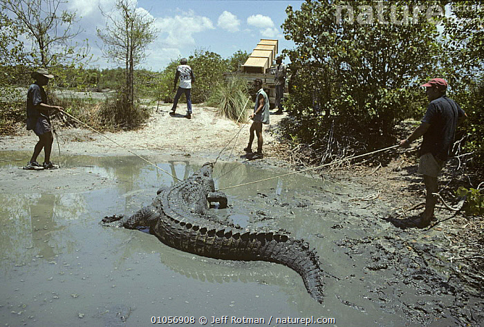 Stock photo of People catching a 5-meter Saltwater crocodile ...