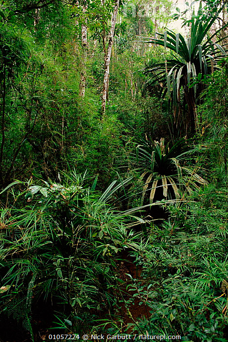 Stock photo of Pandanus and bamboo vines in mid-altitude rainforest ...