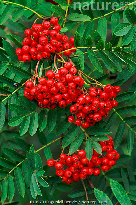 Stock photo of Rowan berries {Sorbus aucuparia} Edzell, Angus ,Scotland ...