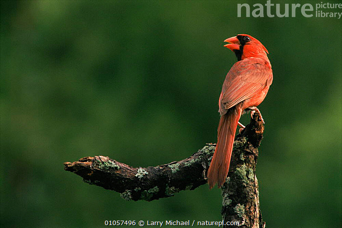 Stock photo of Male Northern cardinal {Cardinalis cardinalis} rear view ...