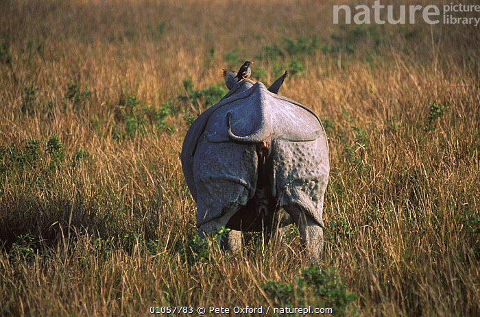 Stock photo of Indian rhino rear view {Rhinoceros unicornis} Kaziranga ...