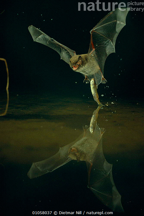 Stock photo of Daubenton's bat catching fish {Myotis daubentoni ...