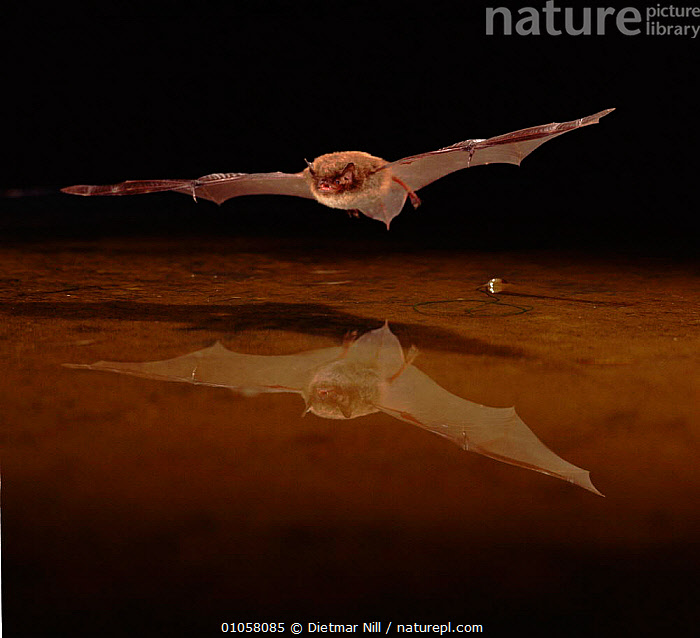 Stock photo of Daubenton's bat (Myotis daubentoni) flying over water ...