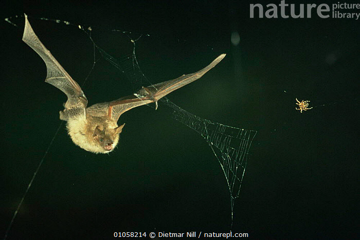 Stock photo of Geoffrey's bat hunting spider in flight {Myotis ...