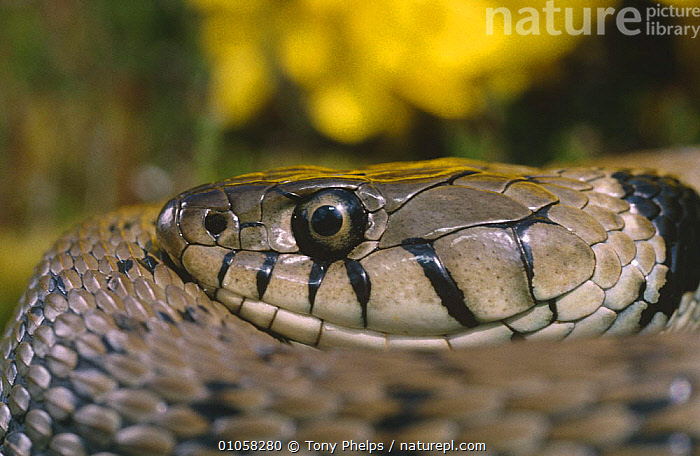 Stock photo of Grass snake female head {Natrix natrix} Dorset, UK ...