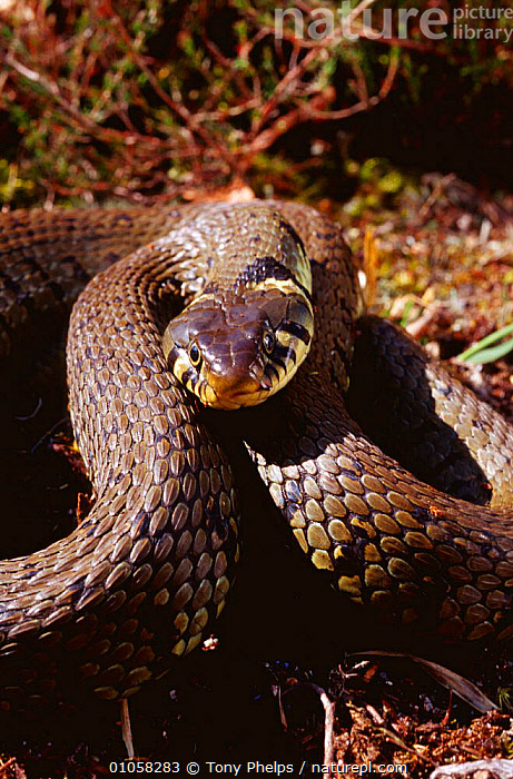 Stock photo of Female Grass snake {Natrix natrix} Dorset, UK. Available ...