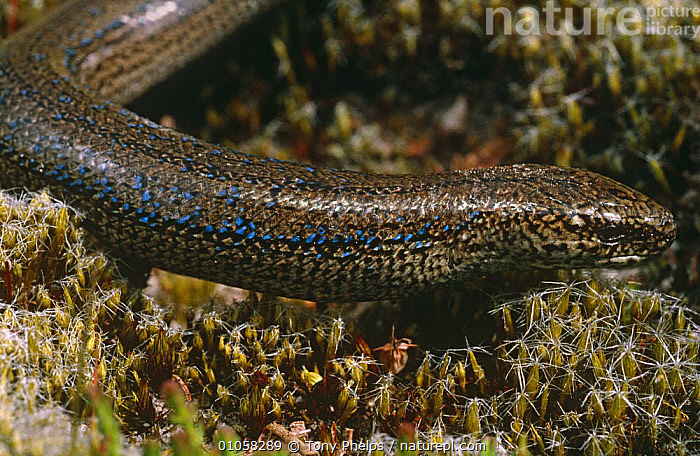 Stock photo of Male Slow worm with blue markings {Anguis fragilis ...