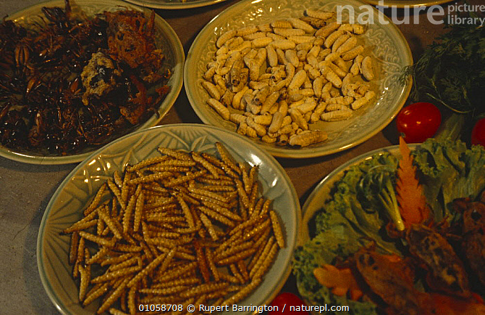 Stock photo of Edible bamboo worms, crickets, hornet grubs and giant ...