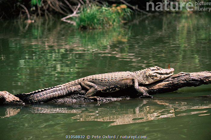 Stock photo of Black caiman basking with butterfly on snout {Caiman ...