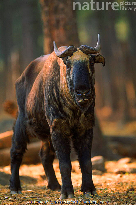Stock photo of Takin (Budorcas taxicolor) national animal of Bhutan ...
