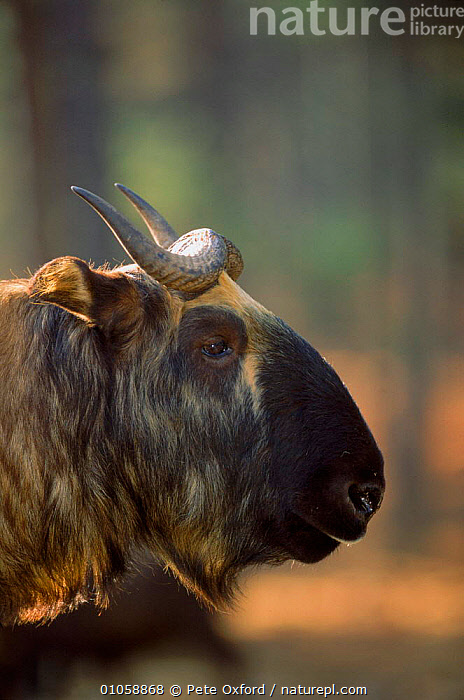 Stock photo of Takin (Budorcas taxicolor), national animal of Bhutan ...