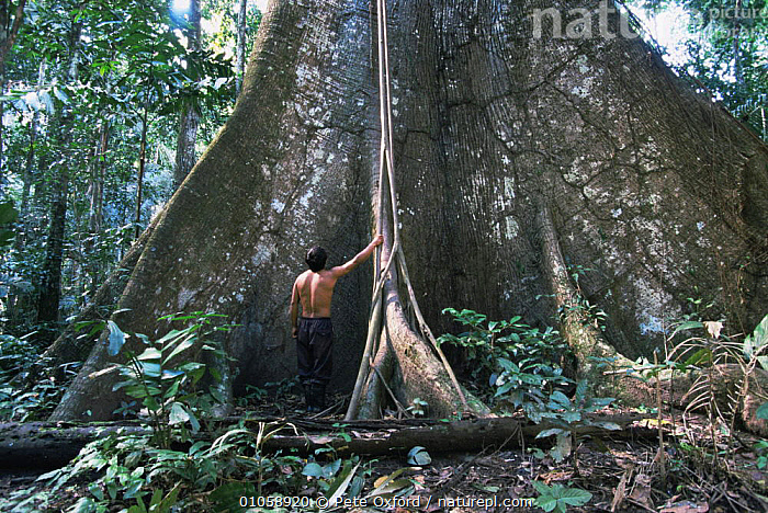 Ceiba Tree Buttress Roots