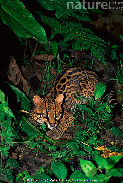 Stock photo of Ocelot in rainforest {Felis pardalis} Amazonia, Ecuador ...