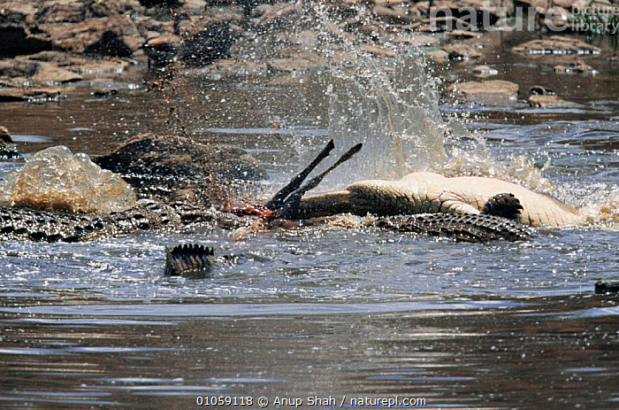 Stock photo of Nile crocodile {Crocodylus niloticus} hunting Wildebeest ...