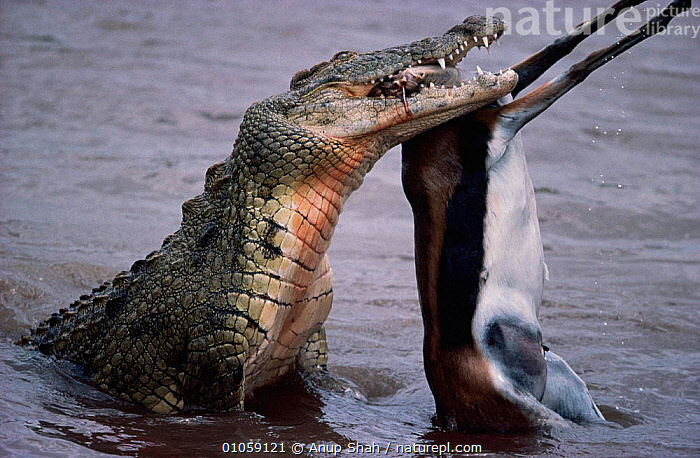 Nile Crocodile Eating Crocodile Training Day One! This Is Our New Nile