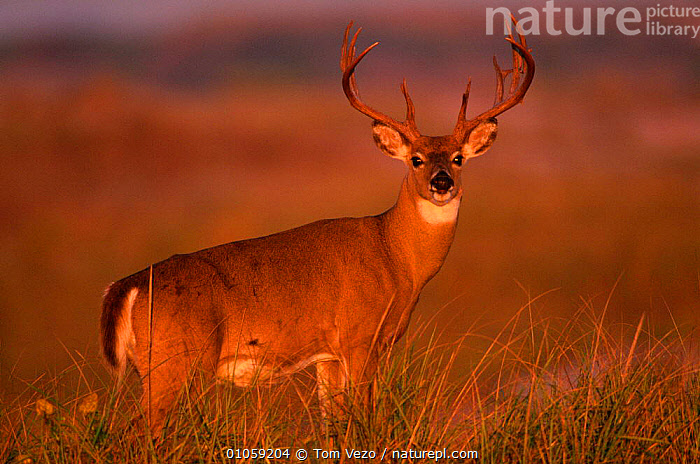 Stock photo of Whitetail deer stag {Odocoileus virginianus} New York ...