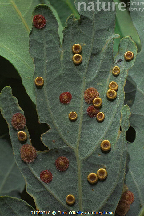 Stock photo of Silk button and Common spangle galls of Gall wasps ...