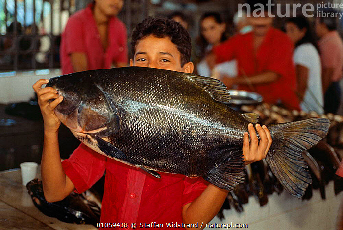 Stock photo of Large freshwater fish for sale in market, Manaus, Brazil ...