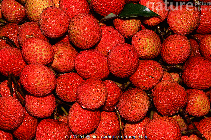 Stock photo of Lychee fruit {Litchi chinensis} Mauritius Port Louis ...