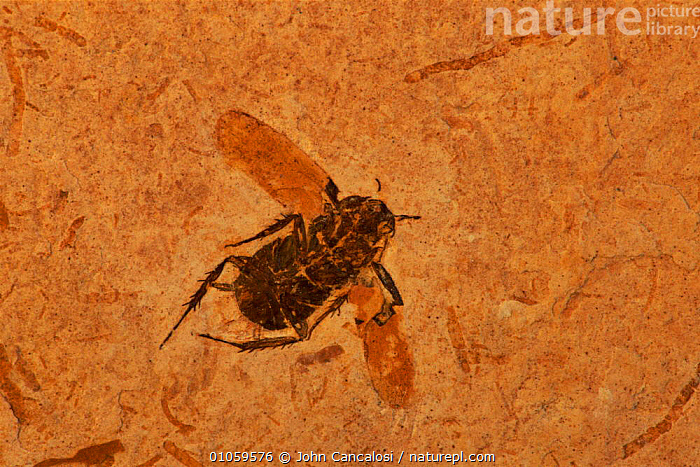 Stock photo of Cockroach fossil Cretaceous period Brazil. Available for ...