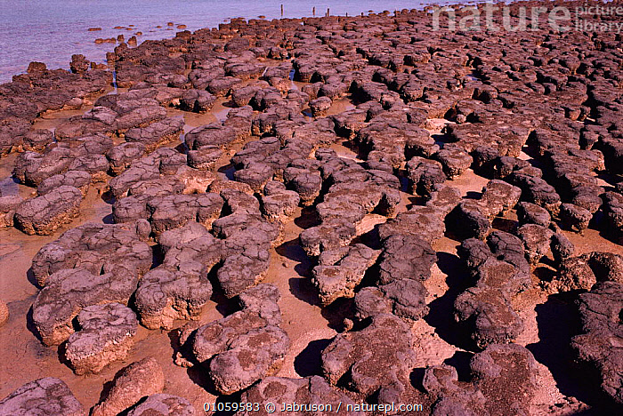 Stock photo of Stromatolites created by cyanobacteria & blue-green ...