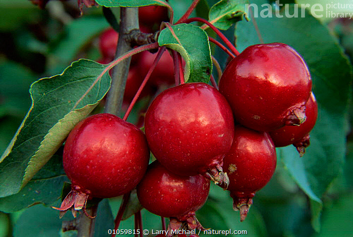 Stock photo of Crab apples {Malus baccata} USA.. Available for sale on ...