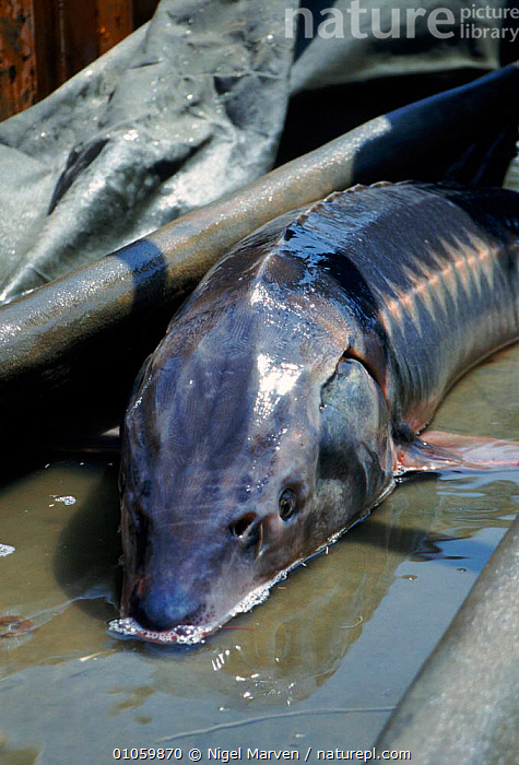 Stock photo of Common atlantic sturgeon caught for caviar. {Acipenser ...