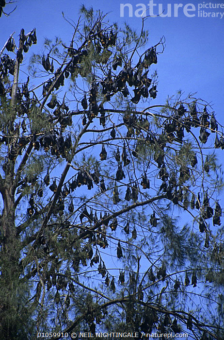 Stock photo of Spectacled flying foxes {Pteropus conspicillatus ...