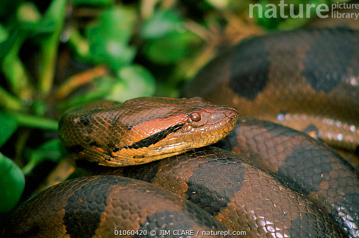 Stock photo of Anaconda {Eunectes murinus} male in mating ball. El Frio ...