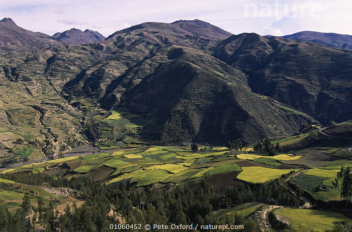 Stock photo of Farmland scenic near Cusco, Peru, South America ...