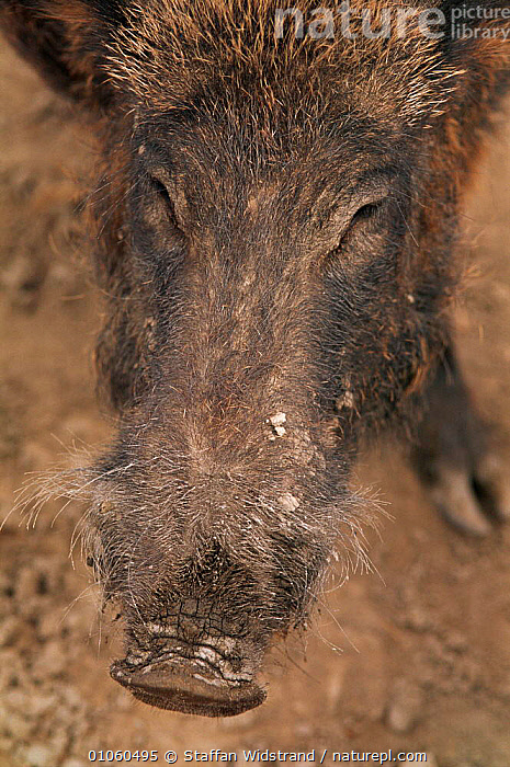 Stock photo of Close-up of wild boar face {Sus scrofa} France ...