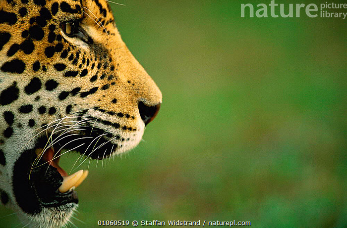 Stock photo of Profile of Jaguar face, mouth open {Panthera onca ...