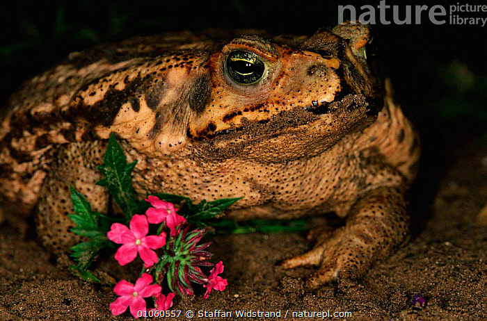 Stock photo of Giant (Cane) toad {Bufo marinus} portrait. Pantanal ...