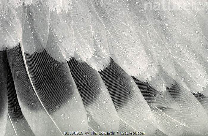 Stock photo of Close up of Lesser black backed gull feathers {Larus ...
