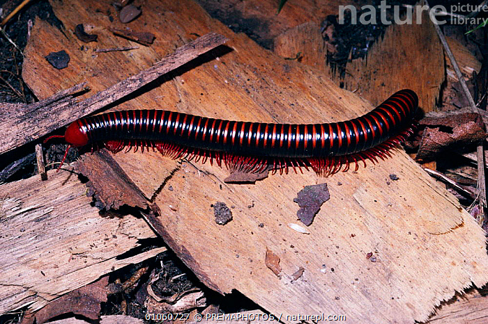 Stock photo of Giant millipede in tropical rainforest {Spirostreptus sp ...