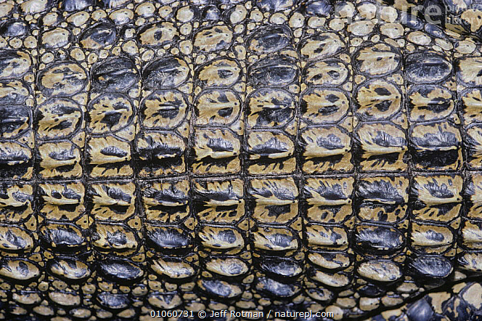 Stock photo of Close-up of skin on back of Saltwater crocodile ...