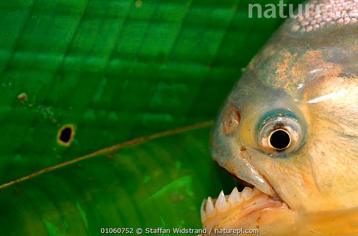 Stock photo of Piranha {Serrasalmidae family} Pantanal, Brazil ...