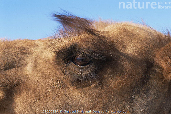 Stock photo of Domestic Bactrian camel {Camelus bactrianus} hair round ...
