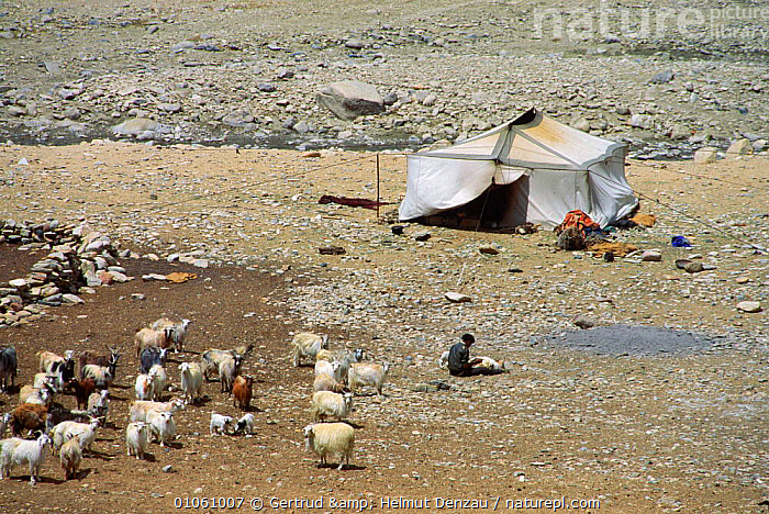 Stock photo of Nomadic people tending sheep and goats, with tent ...
