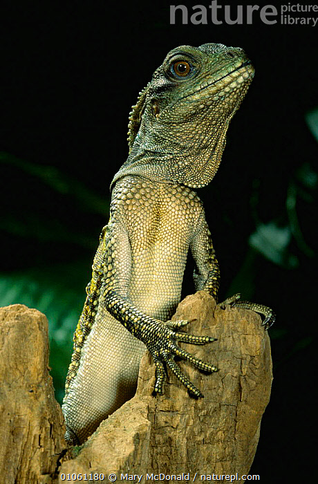 Stock photo of Sail tailed water lizard {Hydrosaurus amboinensis ...
