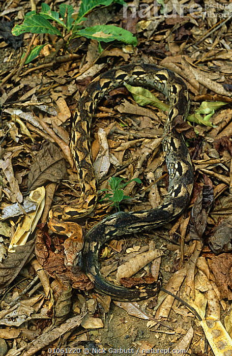 Stock photo of Madagascar boa constrictor {Acrantophis madagascariensis ...