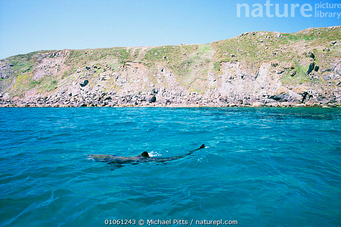 Stock photo of Basking shark feeding at surface {Cetorhinus maximus ...