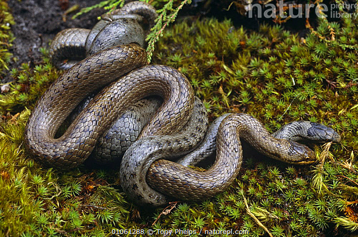 Stock photo of Smooth snakes mating {Coronella austriaca} Dorset, UK ...