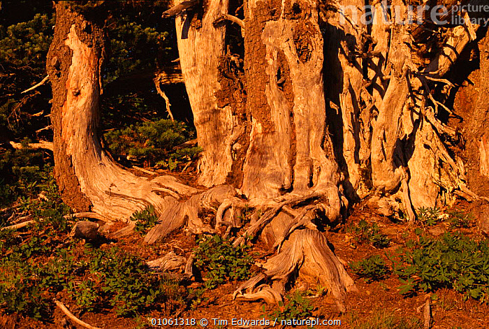 Stock photo of Ancient subalpine firs, Hurricane Hill, Olympic NP ...