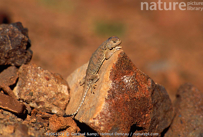 Stock photo of Unidentified Lizard species on rock, Ladakh, North East ...