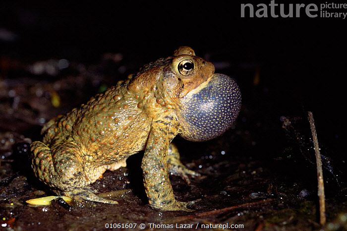 Stock photo of American toad calling, vocal sac inflated {Bufo ...