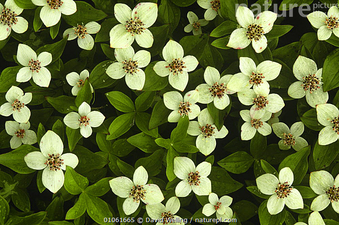 Stock photo of Bunchberry flowers {Cornus canadensis} Alaska, USA ...