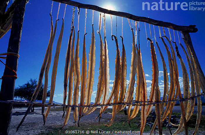 Stock photo of Rattlesnake meat drying for medicinal use. Mexico ...