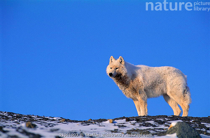Stock photo of Arctic Wolf {Canis lupus} Ellesmere Island, NT, Canada ...