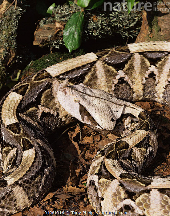 Stock photo of Female Gaboon viper {Bitis gabonica} captive. Available ...
